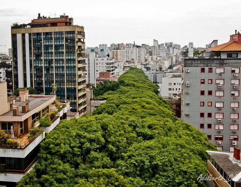 A Minha Alegre Casinha: A Rua Mais Verde do Mundo